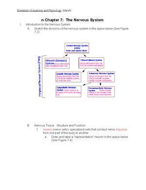 The Muscular System - questions with answers and pictures - Essentials ...