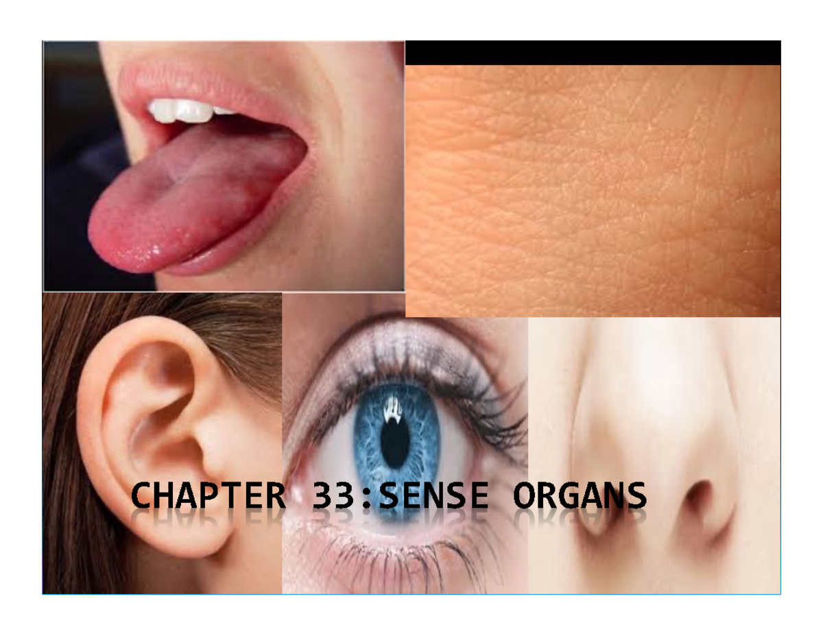 Sensory - Anaphy Laboratory - CHAPTER 33:SENSE ORGANS SENSE ORGANS Ø ...