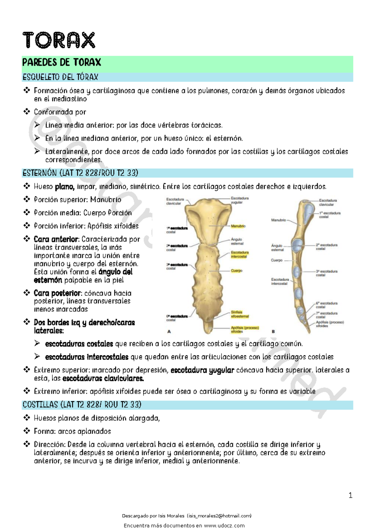 Torax - 1 PAREDES DE TORAX ESQUELETO DEL T”RAX FormaciÛn Ûsea y cartilaginosa que contiene a los ...