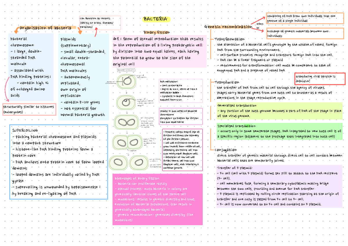 H2 bio bacteria summary - BACTERIA Organisationofbacteria DNA bacterial ...