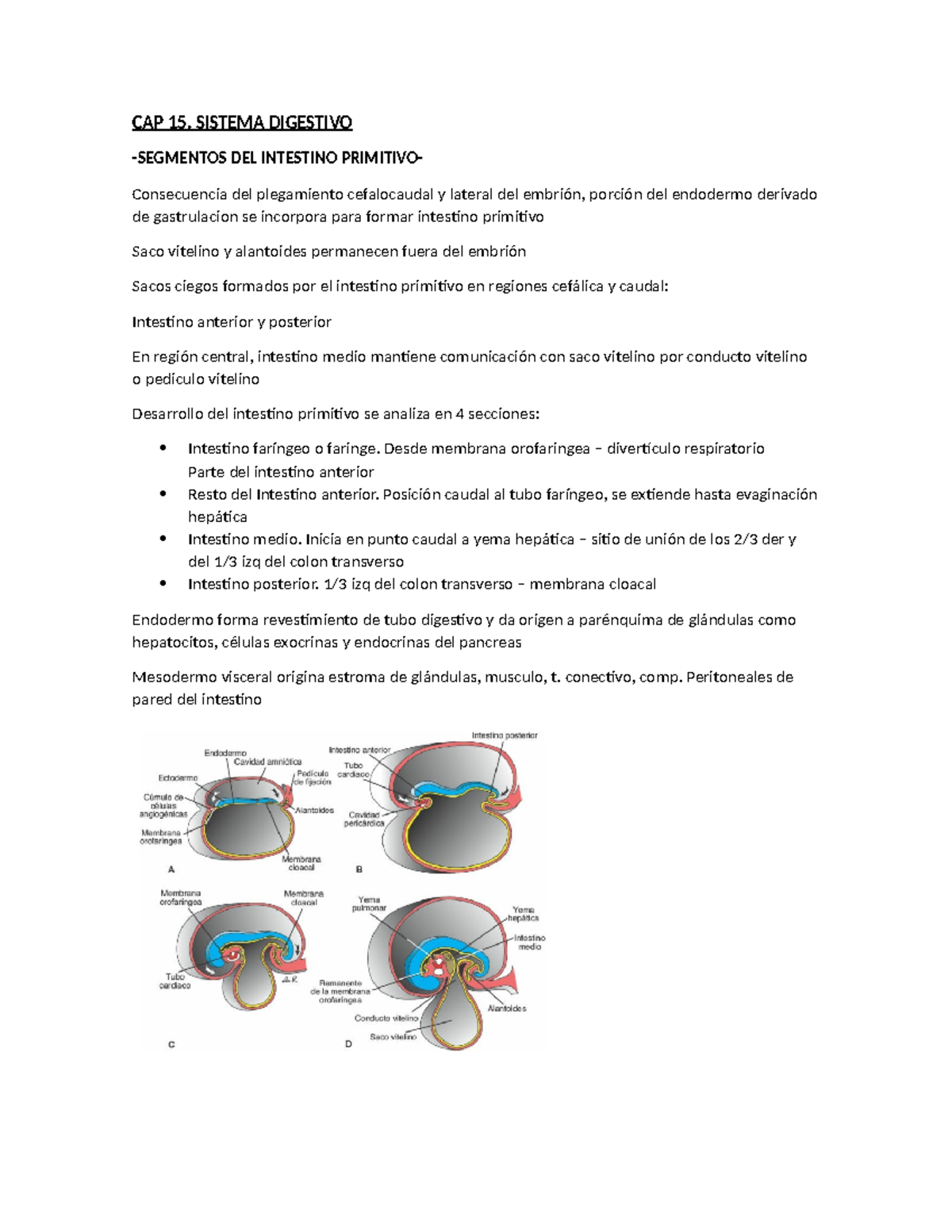 CAP 15. Sistema Digestivo - CAP 15. SISTEMA DIGESTIVO -SEGMENTOS DEL ...