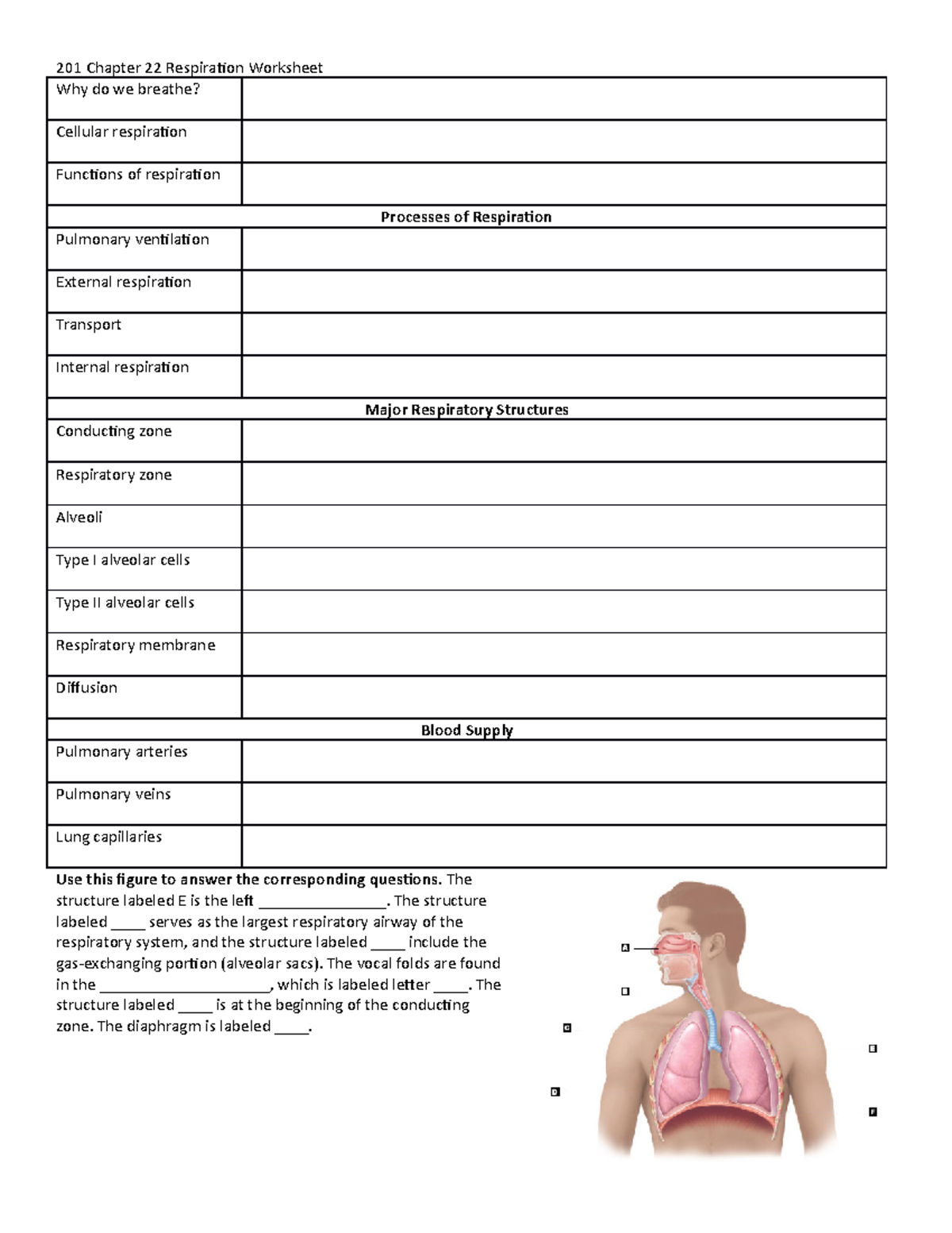 201 Chapter 22 Respiration Worksheet - 201 Chapter 22 Respiration ...