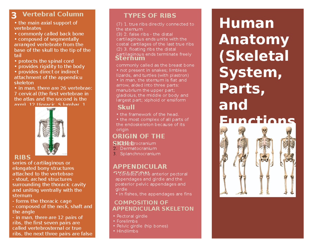 Brochure (OUT) - yes - • Pectoral girdle • Forelimbs • Pelvic girdle ...