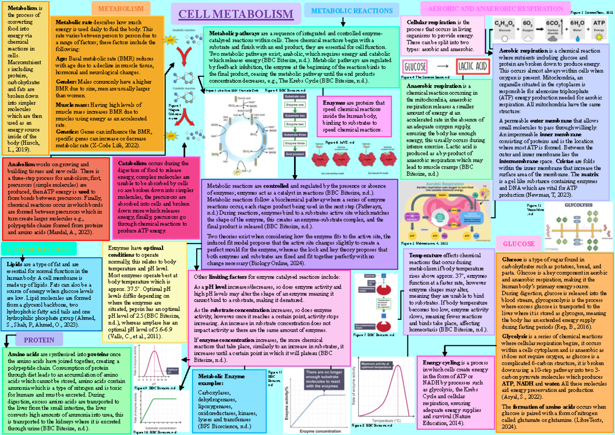 UNIT 15- CELL Metabolism Assignment-pdf - CELL METABOLISM Metabolism is ...