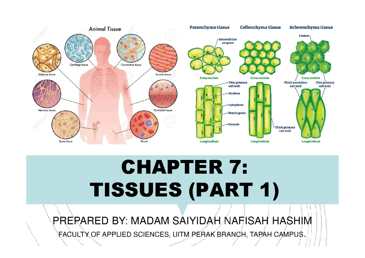 Chapter 7 Tissues– Series 1 - CHAPTER 7: TISSUES (PART 1) PREPARED BY ...