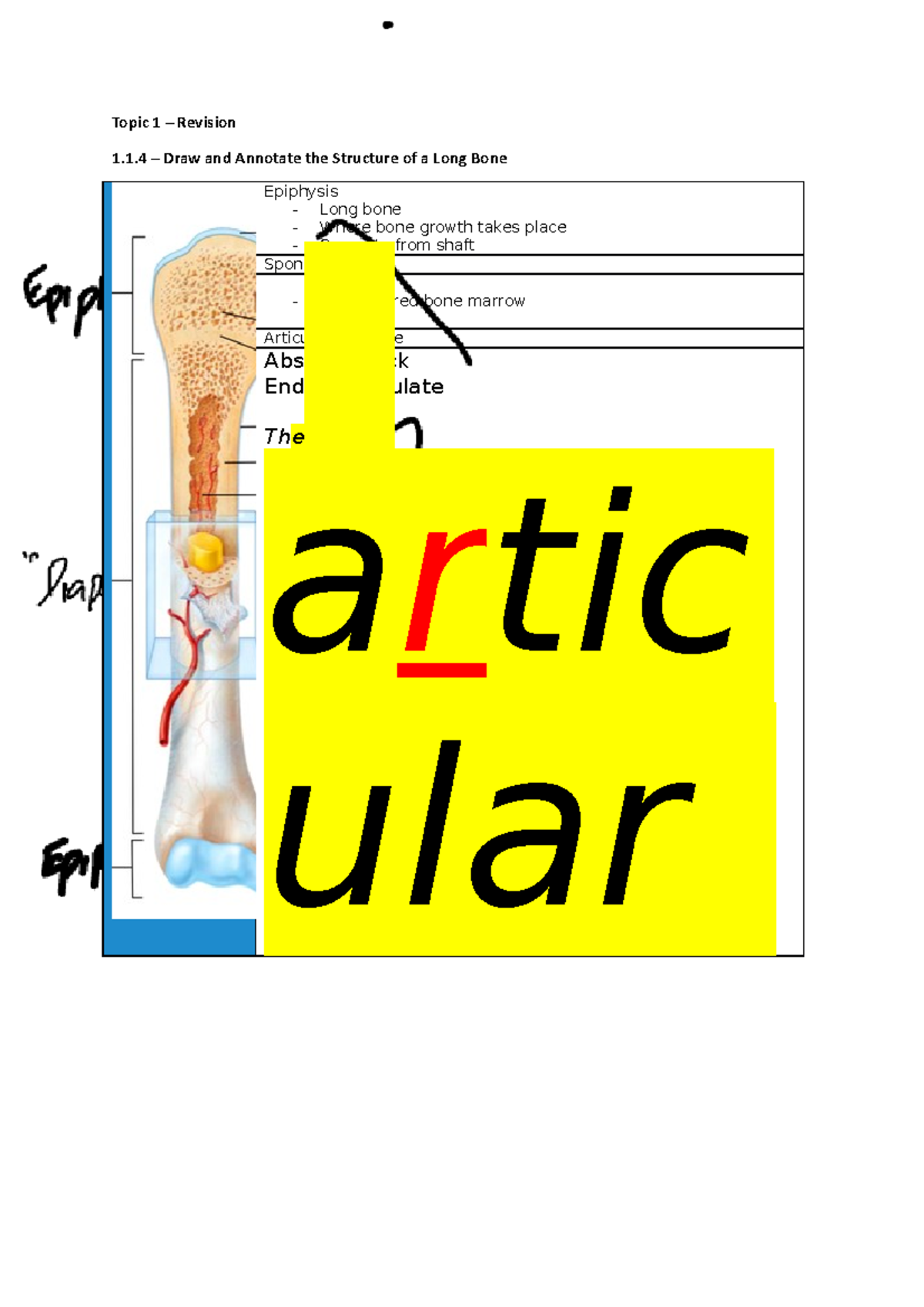 Topic 1 - Skeletal System - Revision - Topic 1 – Revision 1.1 – Draw ...