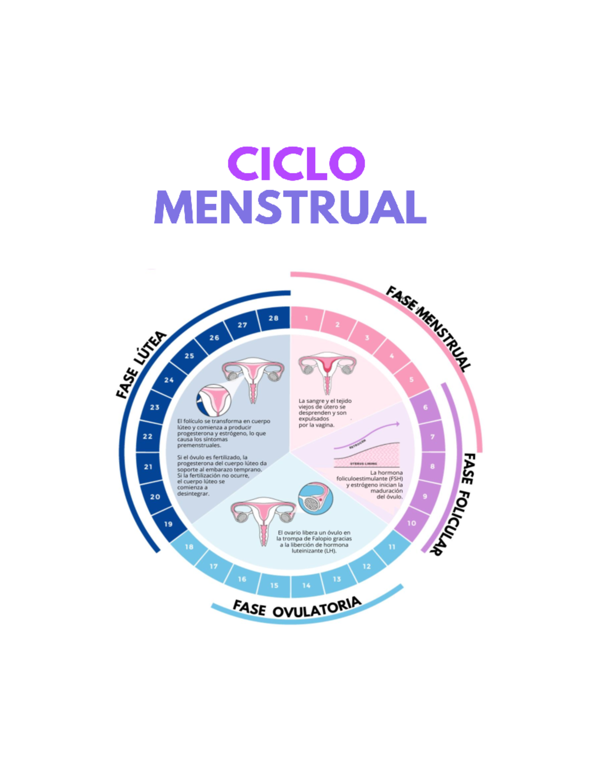 Ciclo Menstrual - Ciclo Menstrual Los ciclos menstruales ocurren debido ...