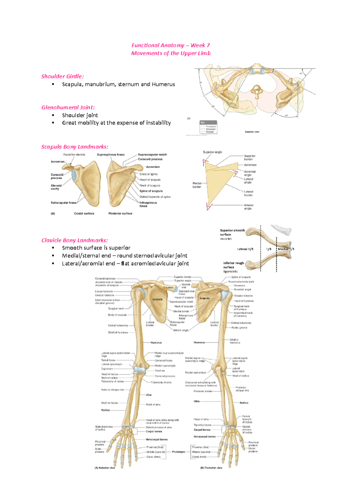 FA Week 7 - Elbow and wrist joint lecture notes - Functional Anatomy ...