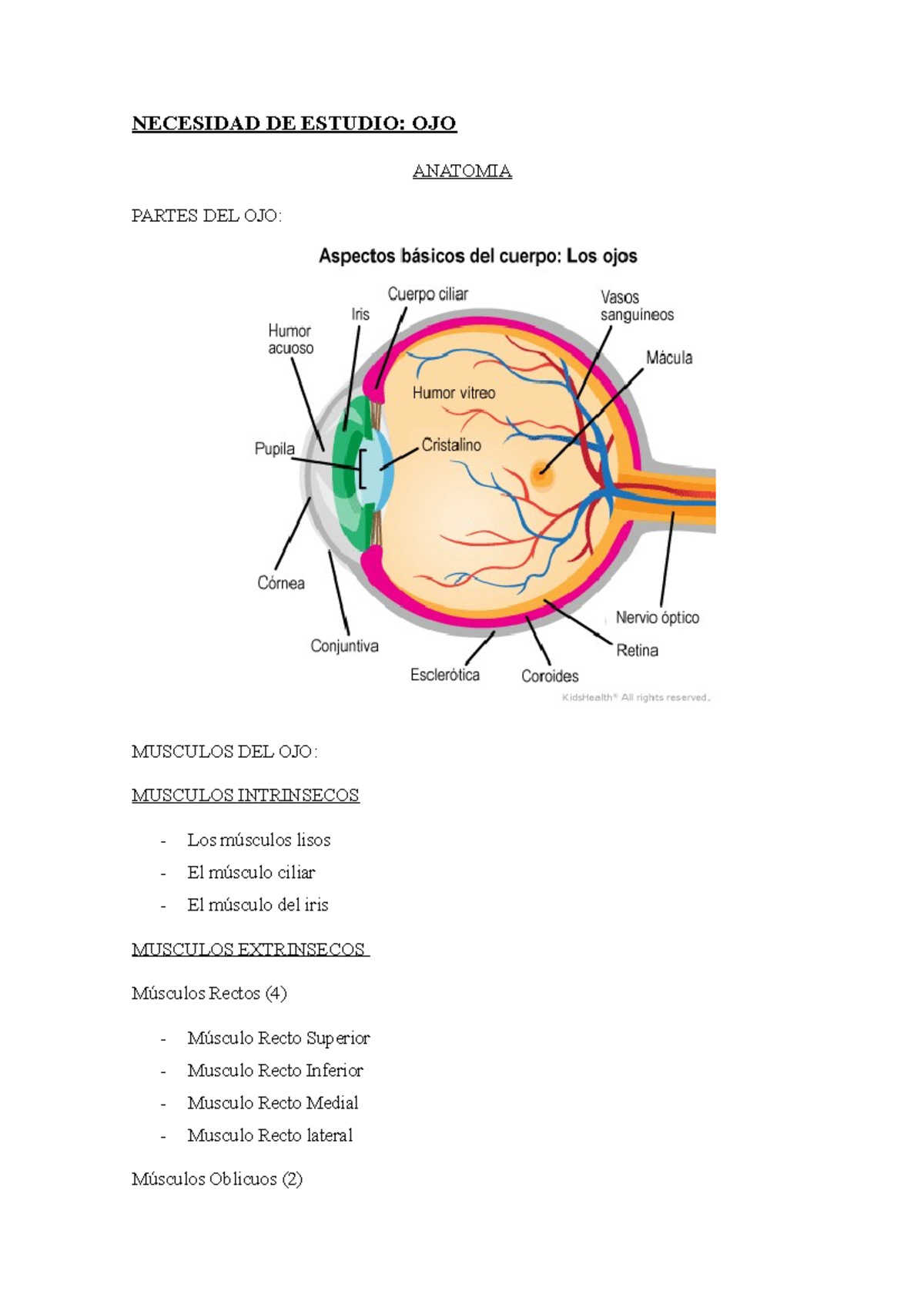 OJO NE - anatomia del ojo, fisiologia, embriologia. histología ...