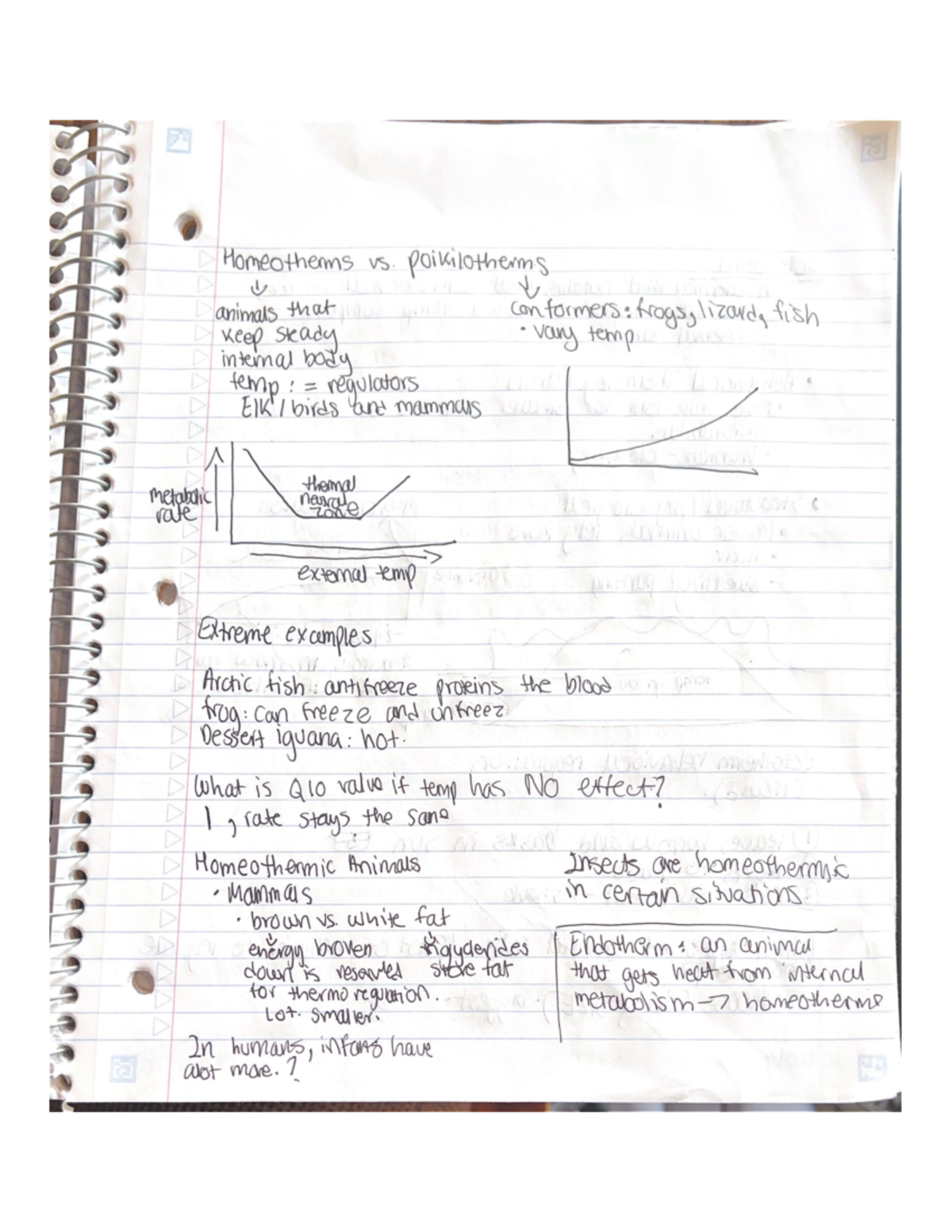 Ectotherm 2 - Homeotherms vs. poikilotherms animals that conformers ...
