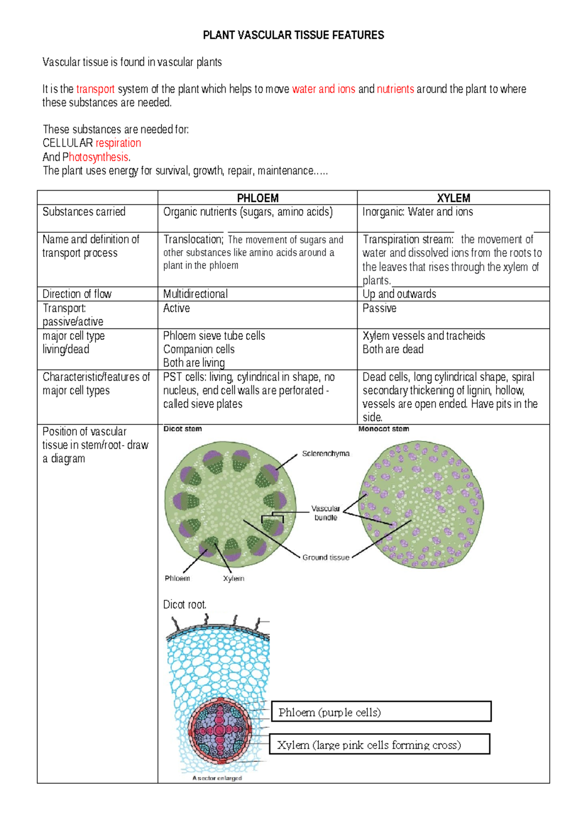 Plant Vascular Tissue Features solutions - PLANT VASCULAR TISSUE ...