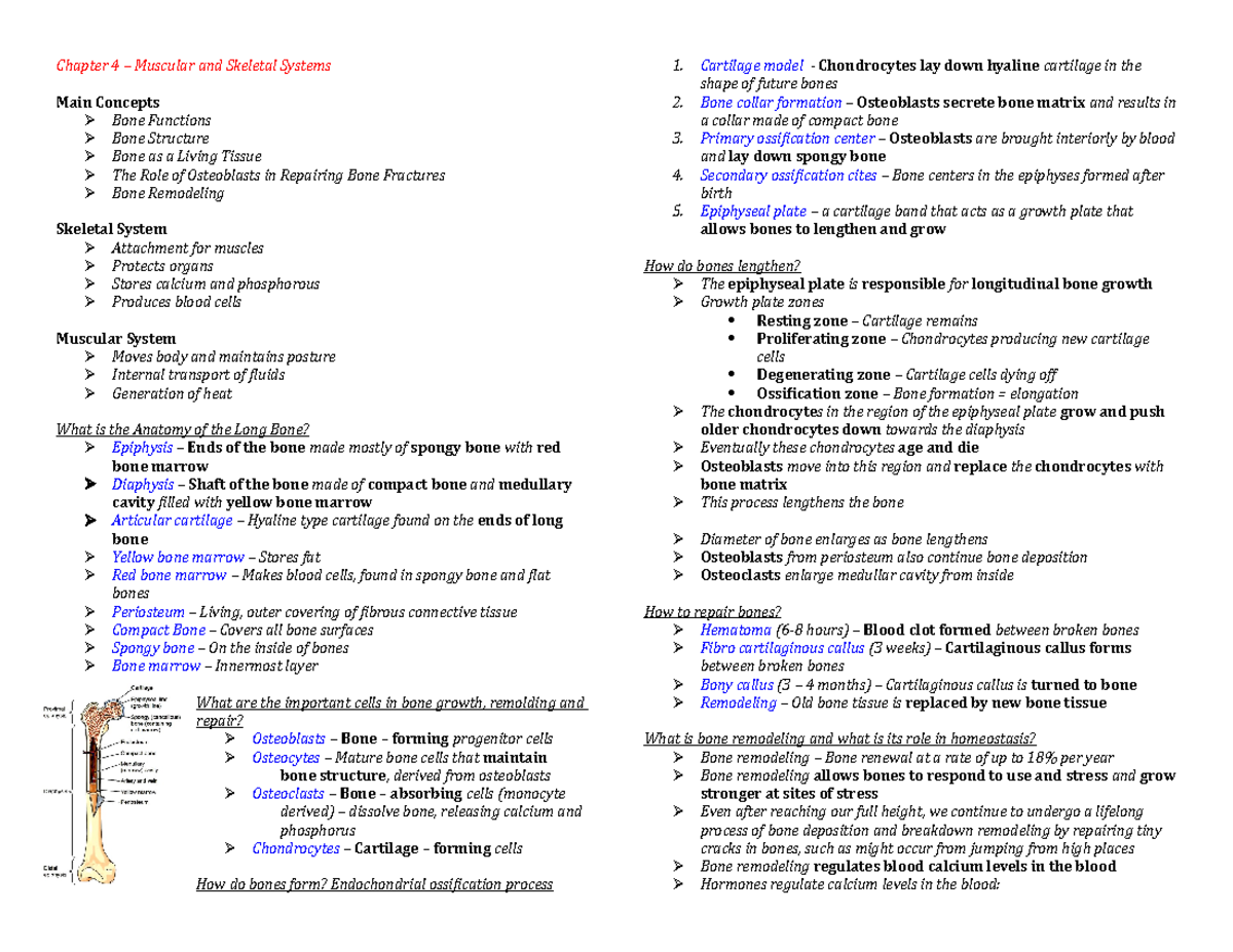 Chapter 4 – Muscular and Skeletal Systems - Chapter 4 – Muscular and ...