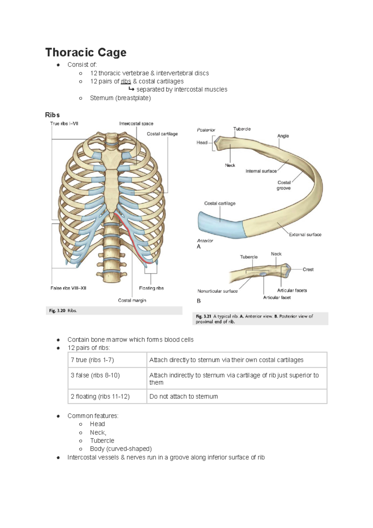 Thoracic Cage - Google Docs - Thoracic Cage Consist of: 12 thoracic ...