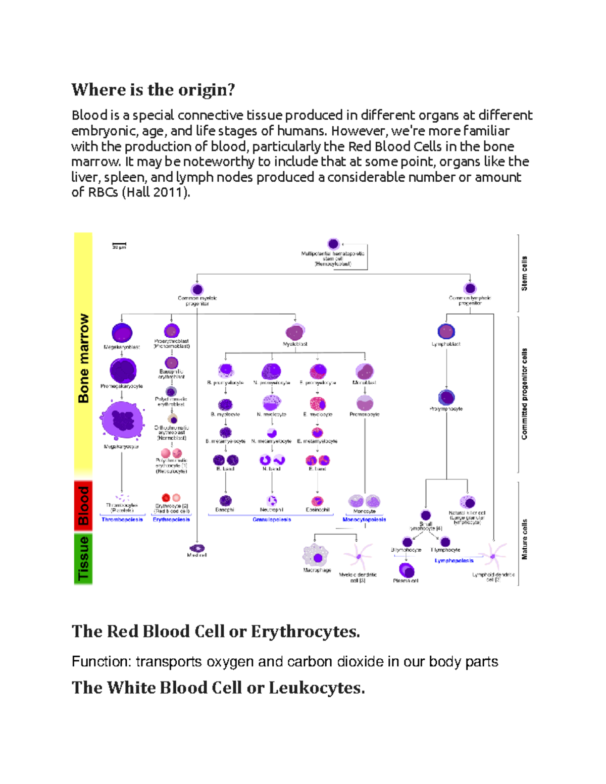 Hematology Lesson Proper Blood cells - Where is the origin? Blood is a ...