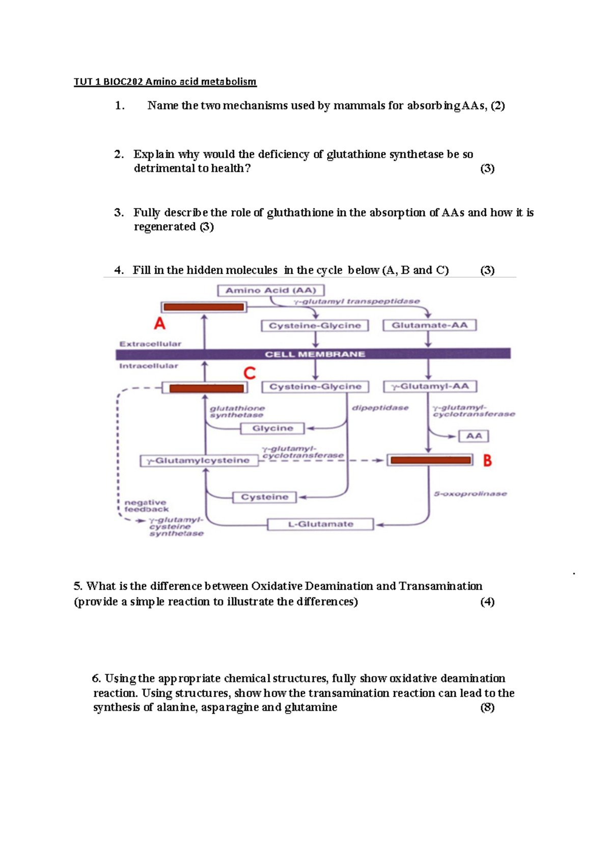 Amino acid metabolism tutorial 2 - TUT 1 BIOC202 Amino acid metabolism 1. Name the two ...