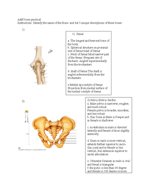 Excercse 33 part 2 - A&P2 Excercise 33 Part 2 Homework - HW: Exercise ...