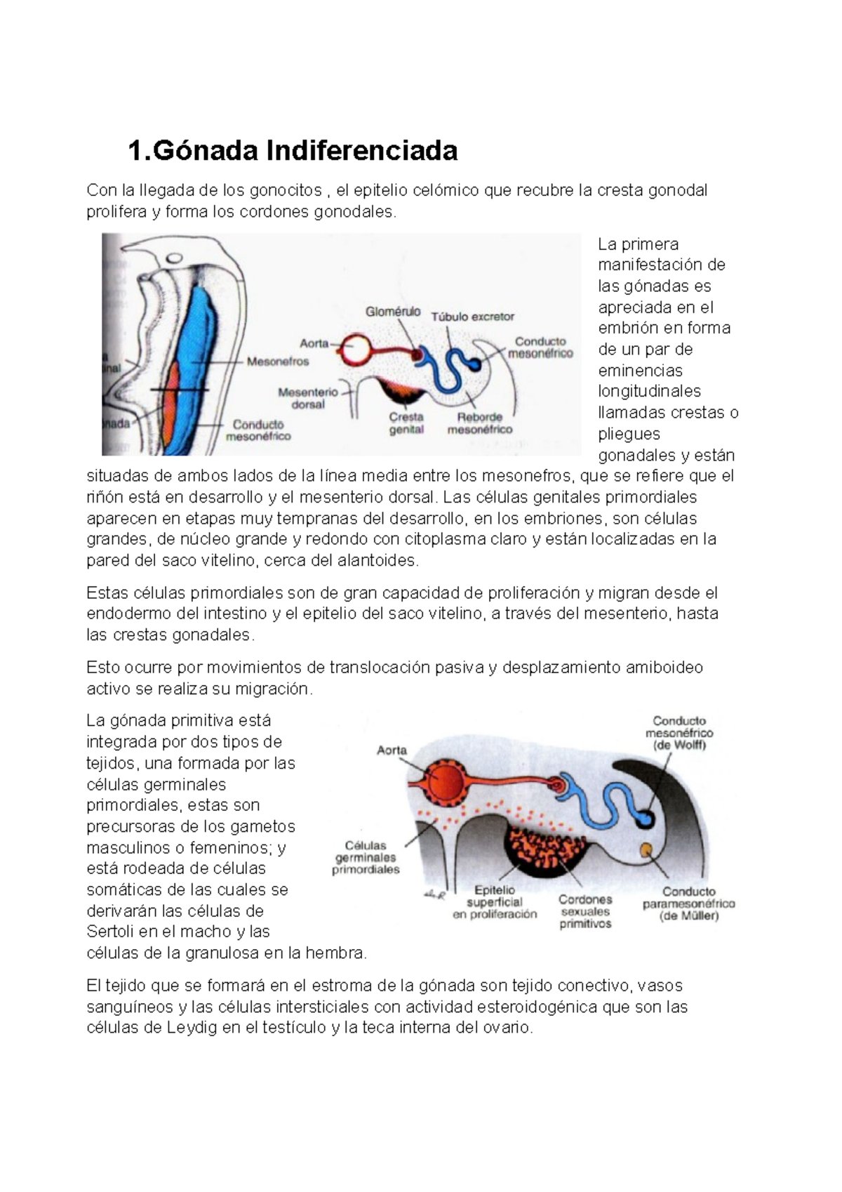 Órganos de la hembra, etc - 1ónada Indiferenciada Con la llegada de los ...