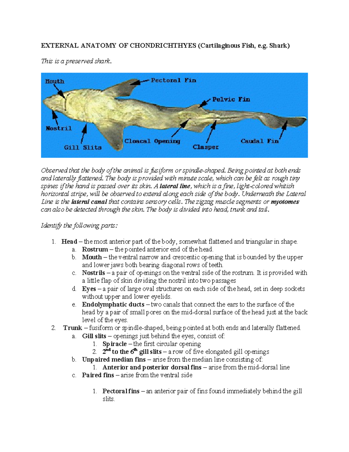 External Anatomy of Chondrichthyes(2)(2) - EXTERNAL ANATOMY OF ...
