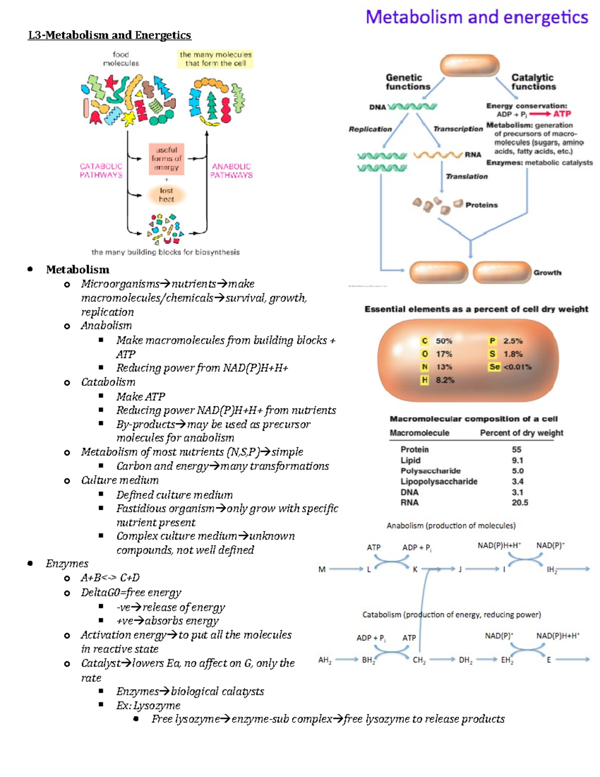 L3 - Lecture notes 3 - L3-Metabolism and Energetics Metabolism o ...