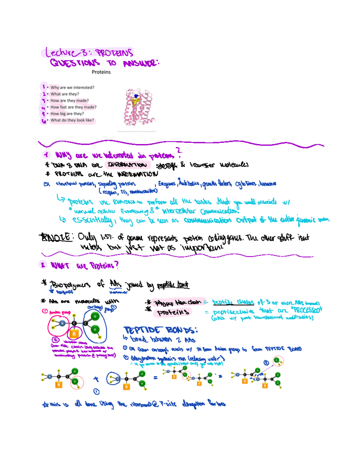 3–Proteins - Protein synthesis/expression - Lecture 3 PROTEINS ...