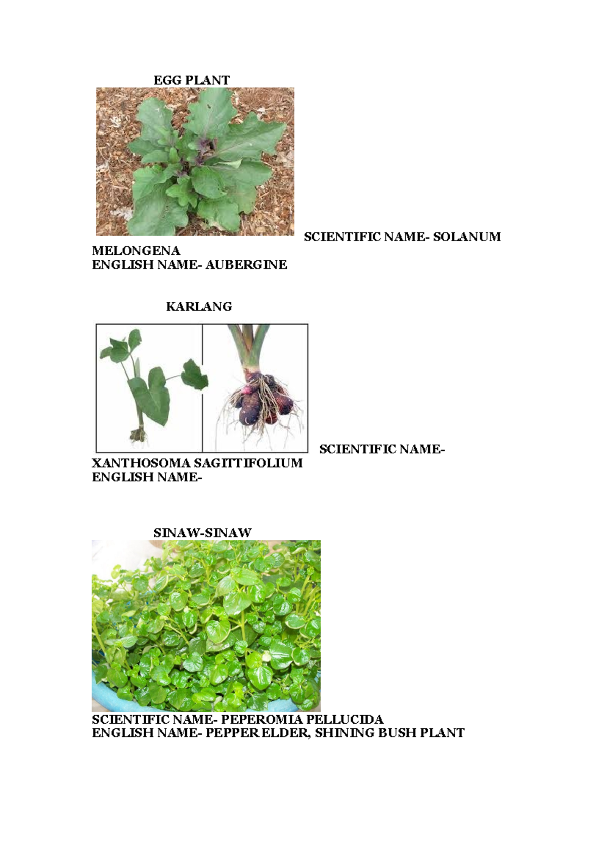 EGG Plant - SURE - EGG PLANT SCIENTIFIC NAME- SOLANUM MELONGENA ENGLISH ...