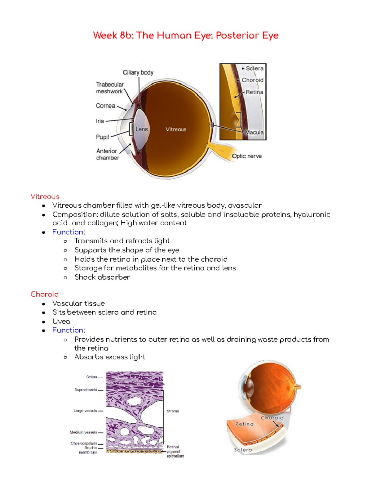 Week 8b The Human Eye Posterior Eye - Week 8b: The Human Eye: Posterior ...