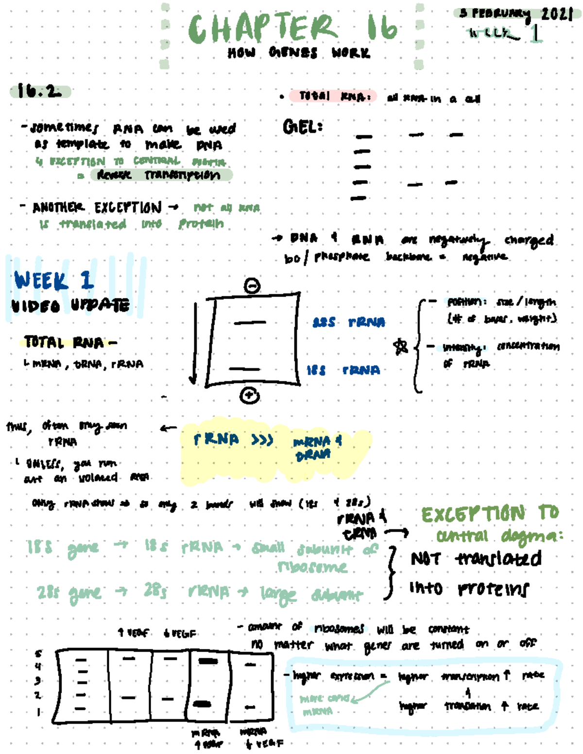 How Genes Work - Lecture notes Introduction Day - 3 FEBRUARY 2021 ...