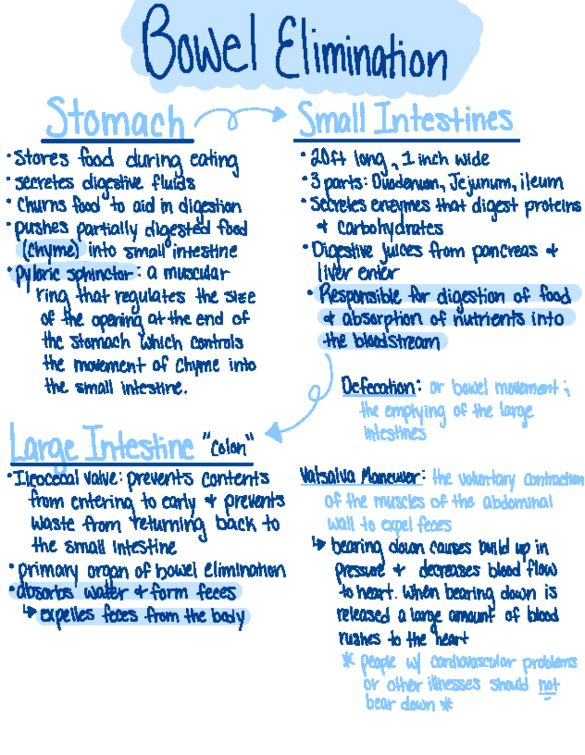 NUR 101 - Lecture - Bowel Elimination Stomachs Small Intestines Stores ...