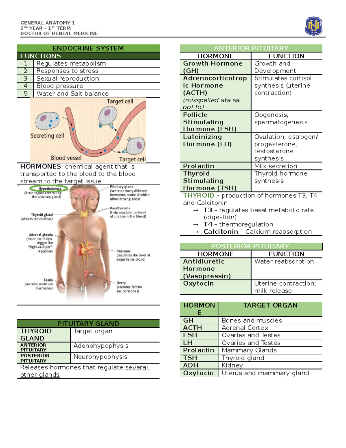 Lesson 10 - Endocrine System - General Anatomy 1 - Studocu