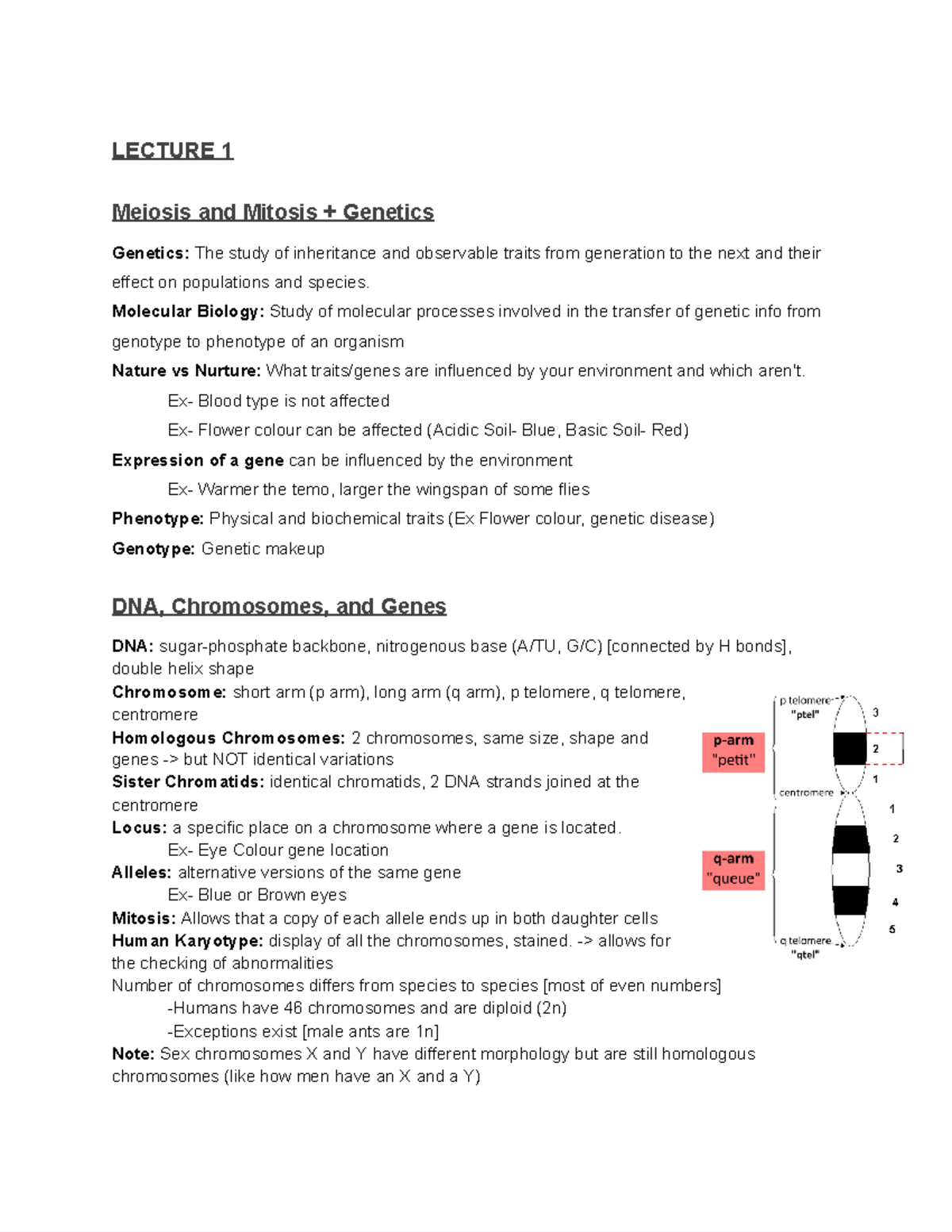 Genetics Genetics Part 1 - LECTURE 1 Meiosis and Mitosis + Genetics ...