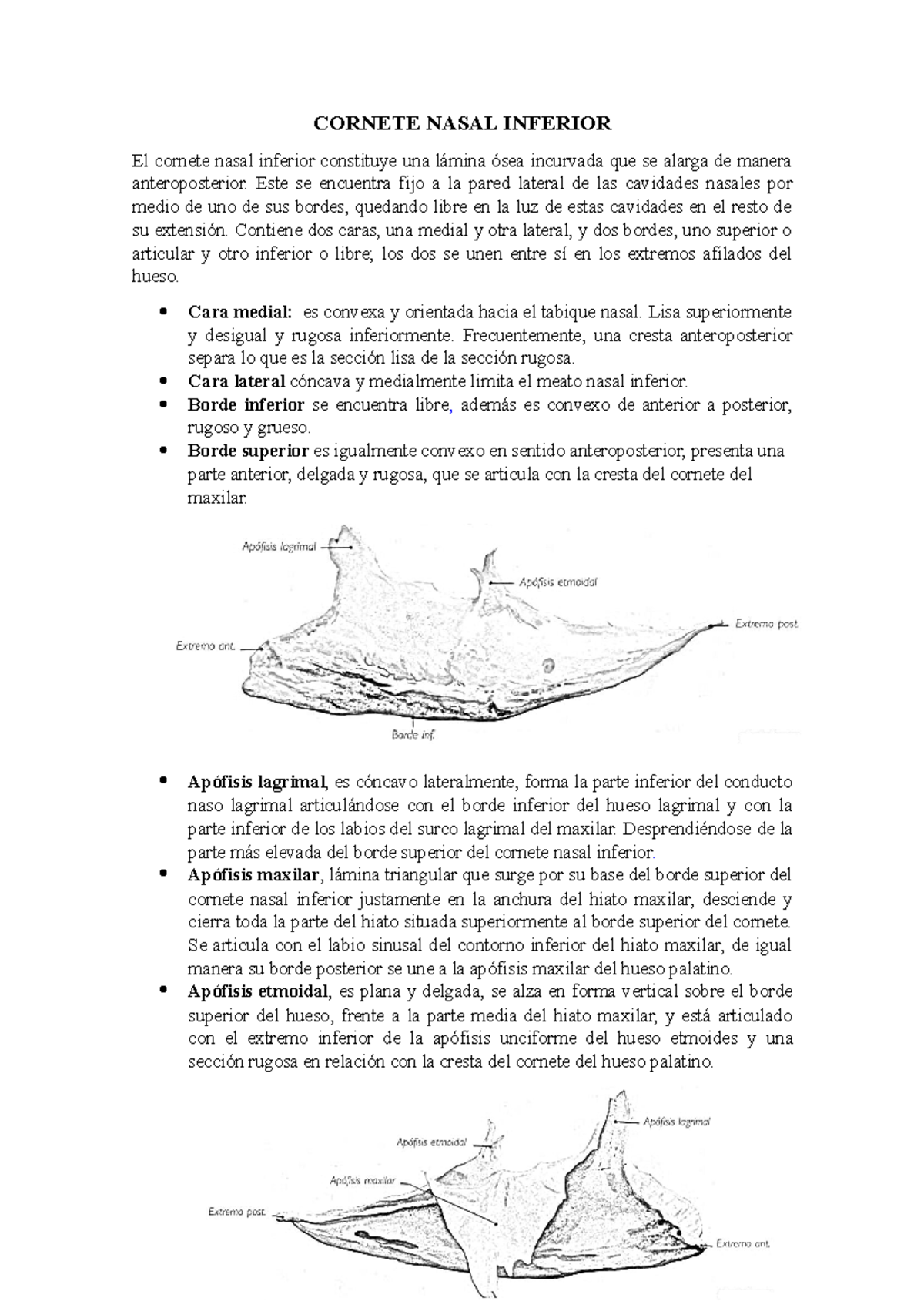 Cornete Nasal Inferior - CORNETE NASAL INFERIOR El cornete nasal ...