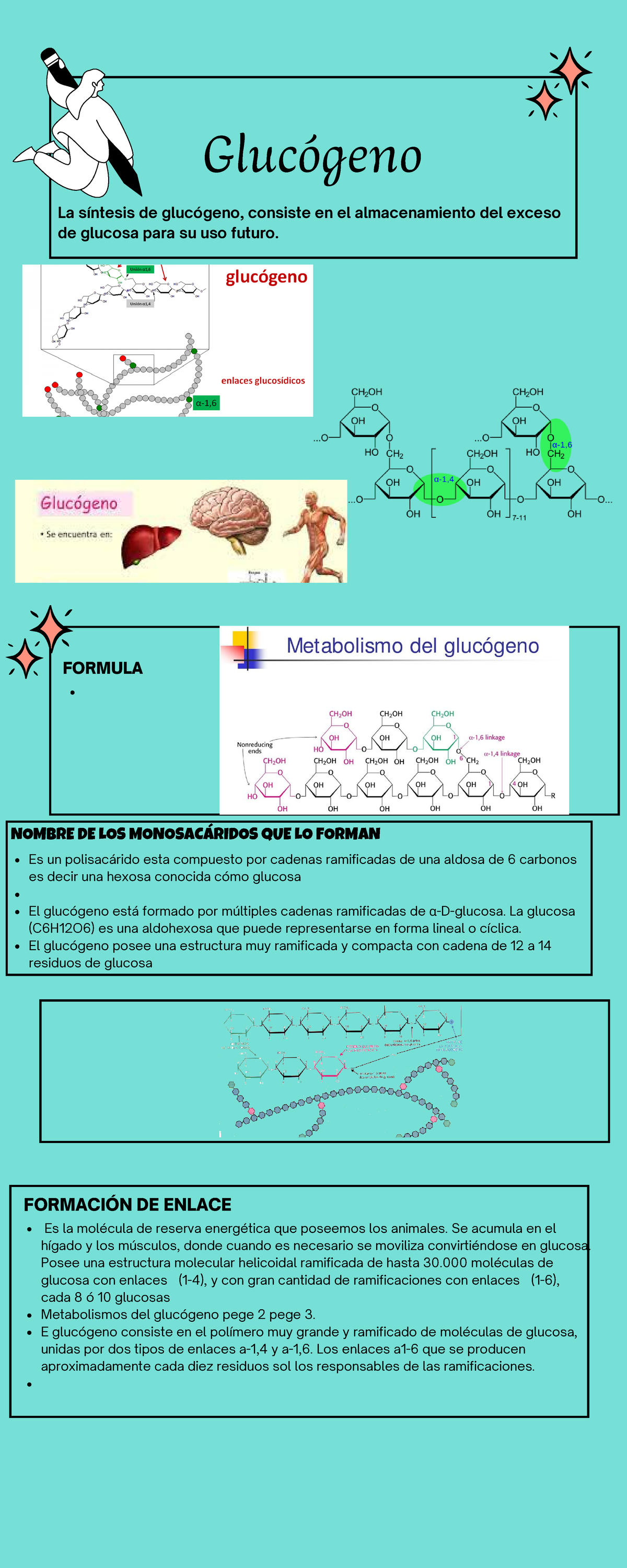 1 Infografía Glucógeno - Glucógeno FORMULA Es un polisacárido esta ...