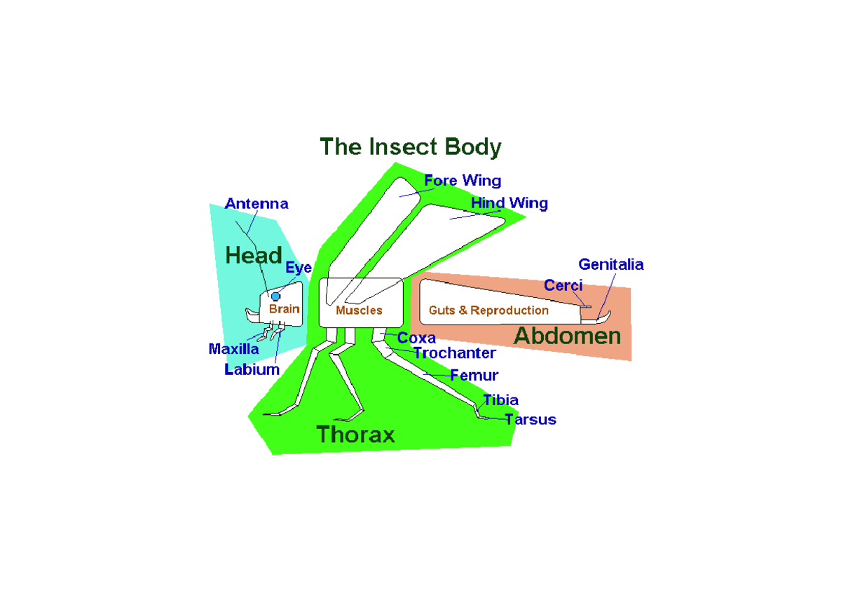 Morfologiaexterna - The Insect Head REGIONES SUTURAS APÉNDICES Vértex ...