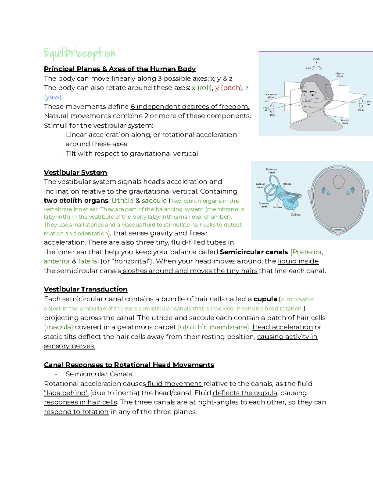 Equilibrioception - Equilibrioception Principal Planes & Axes of the ...