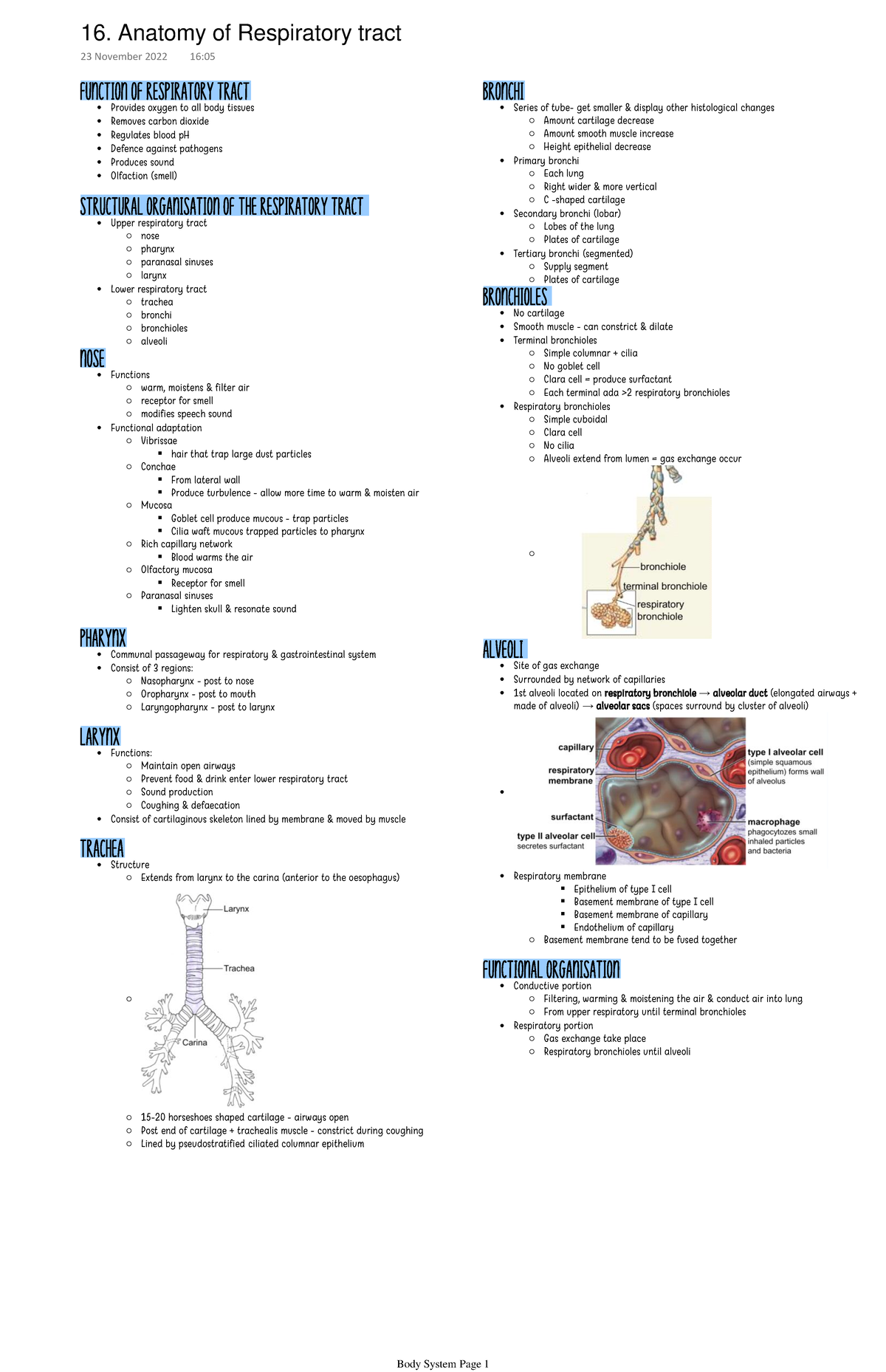 16. Anatomy of Respiratory tract - Function of respiratory tract ...