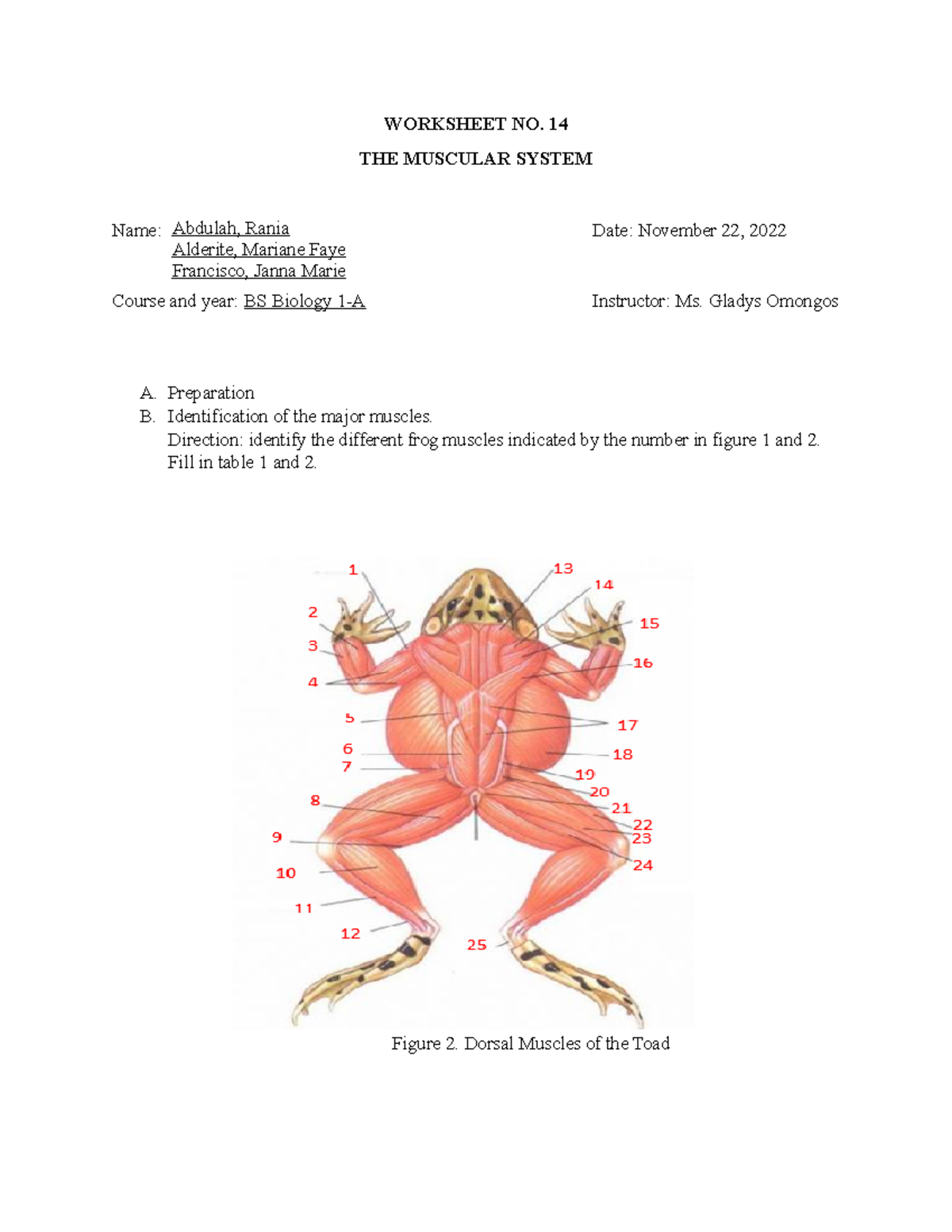 Group 1 ACT 14 THE Muscular System - WORKSHEET NO. 14 THE MUSCULAR ...