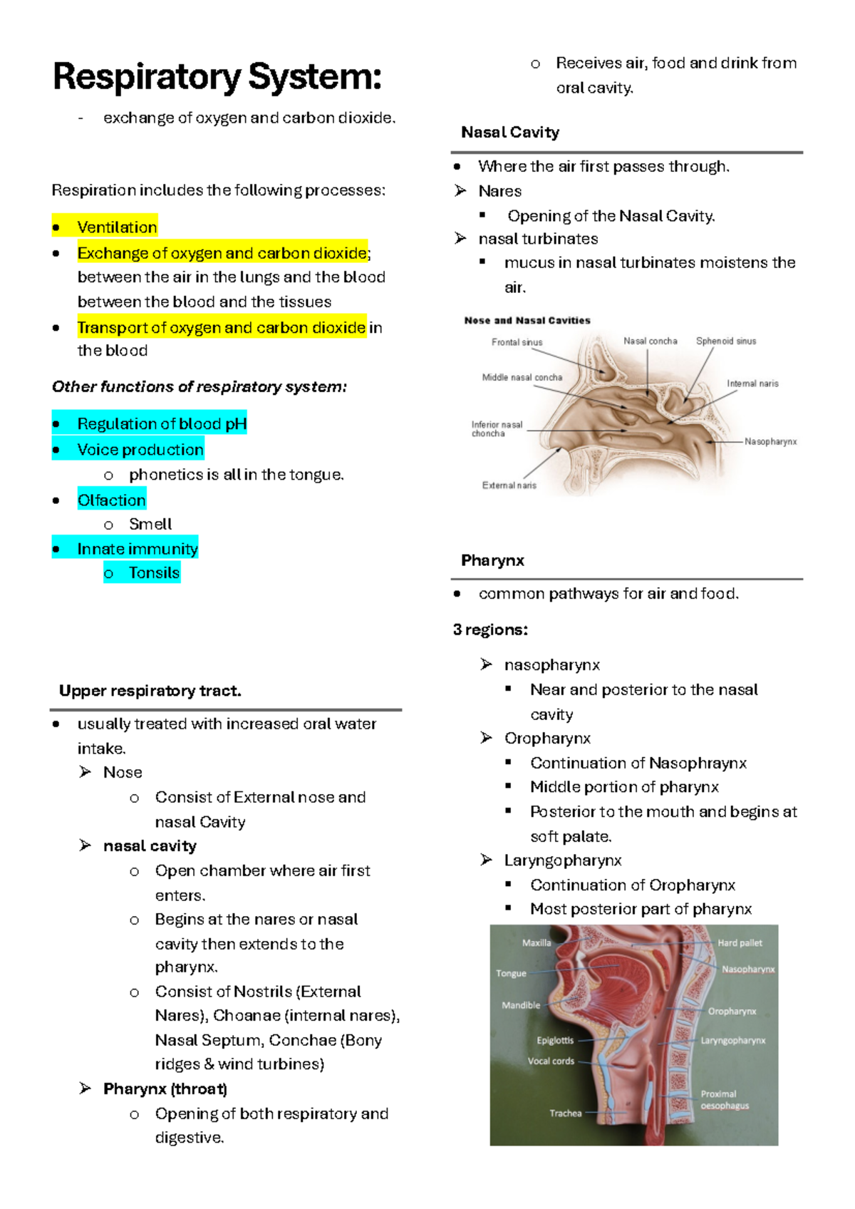 Respiratory notes - Respiratory System: - exchange of oxygen and carbon ...