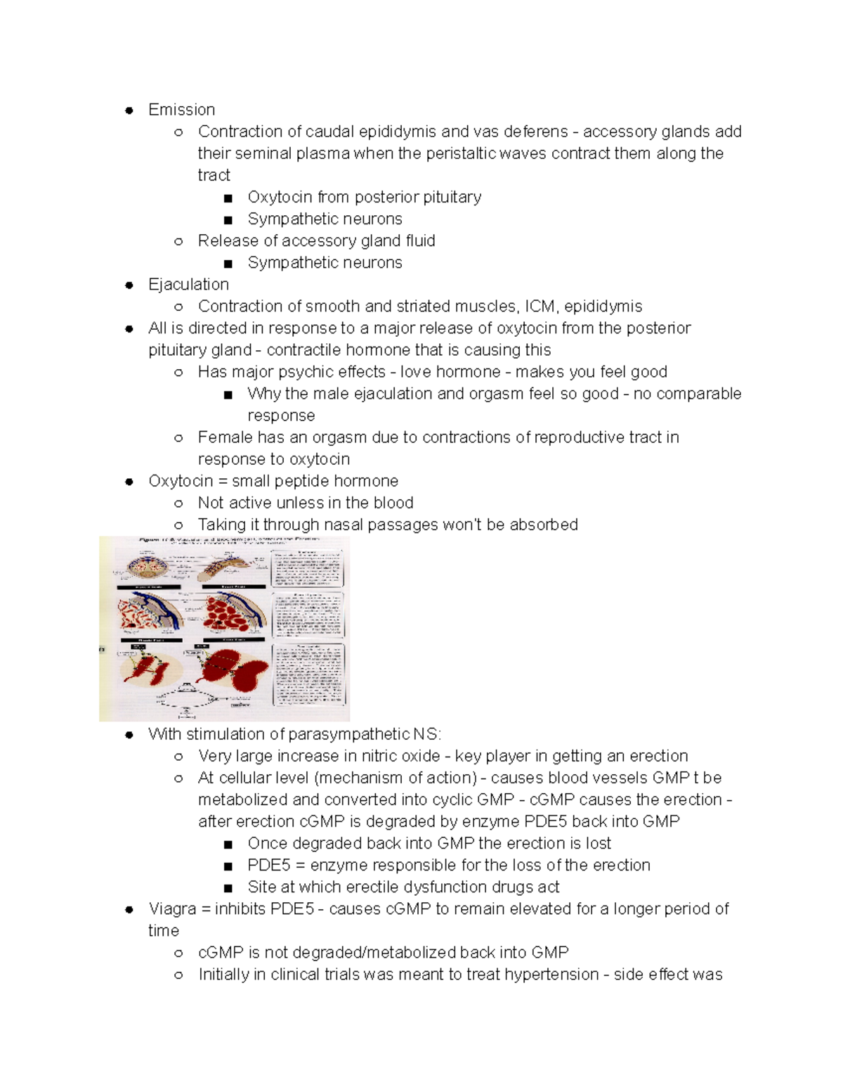 ANSC 3122 Exam 3 Study Guide 5 - Emission Contraction of caudal ...