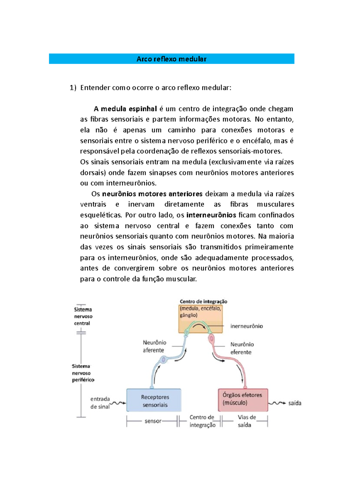 Arco reflexo medular - Arco reflexo medular Entender como ocorre o arco ...