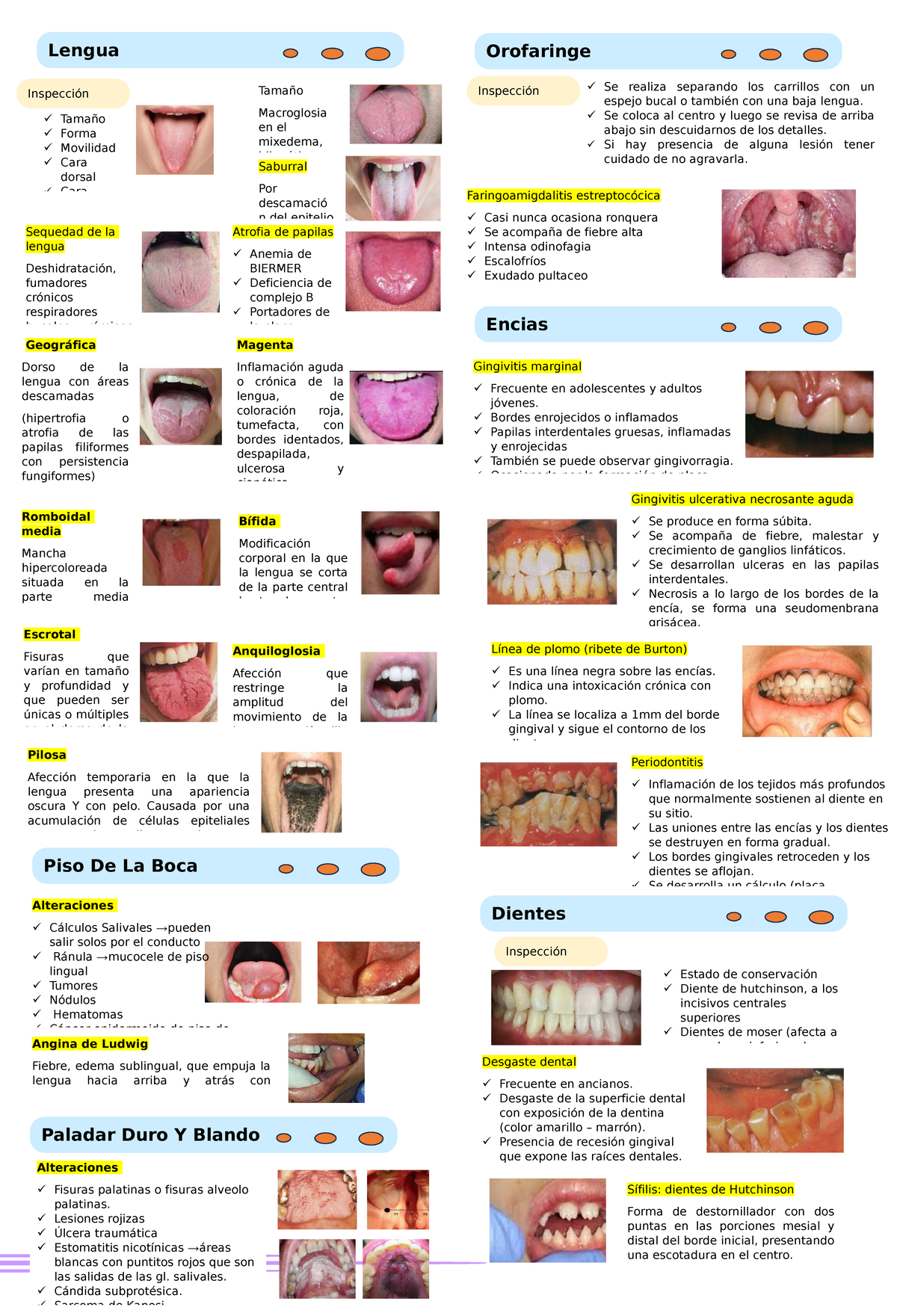 Cavidad Bucal. Infografia 2 - Lengua Piso De La Boca Paladar Duro Y ...