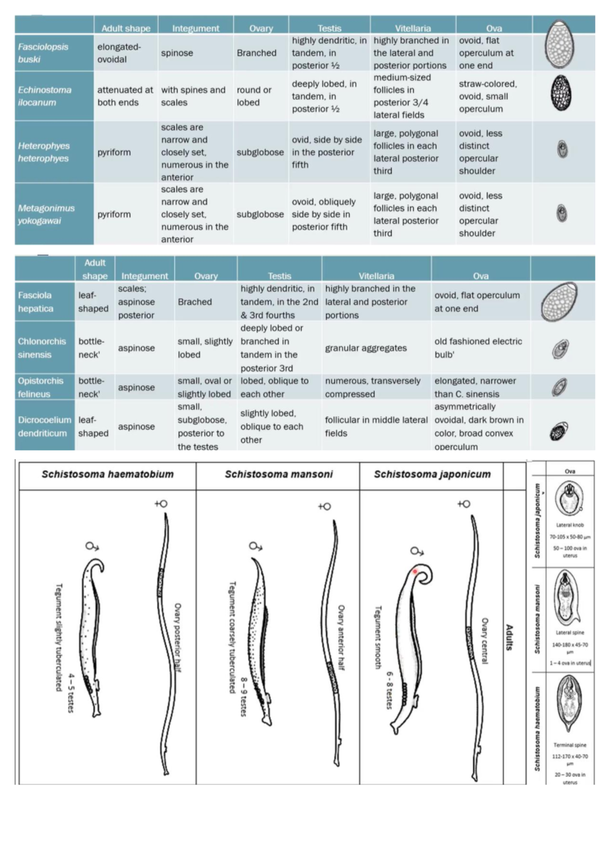 Trematoda - From discussion - Adult shape Integument Ovary Testis ...