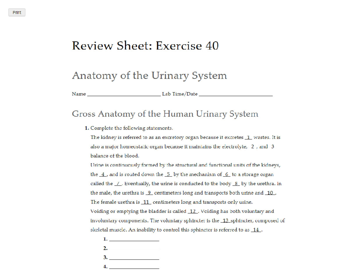 Urinary System Ex 40 Review Sheet - Print Review Sheet: Exercise 40 ...