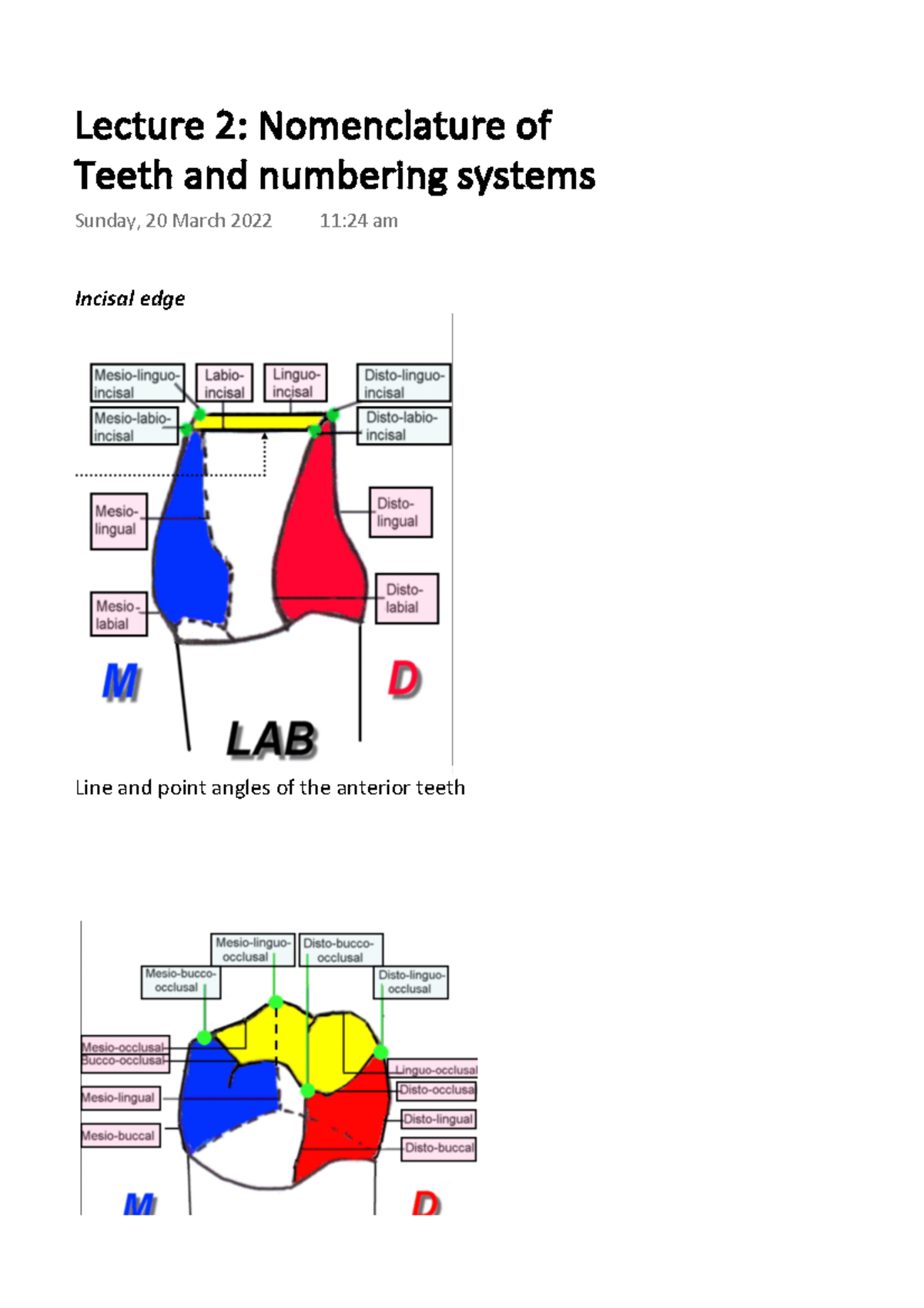 Lecture 2 Nomenclature of Teeth and numbering systems - Incisal edge ...