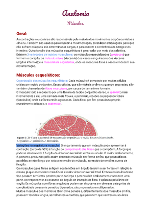 Sistema reprodutor - Depois do epidídimo os espermatozóides vão para ...