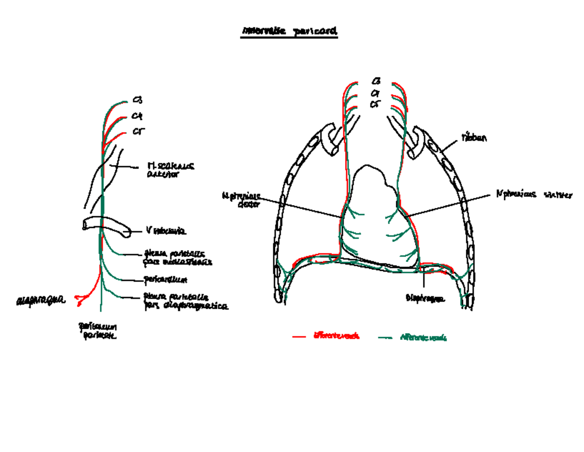 Innervatie Pericard - Enervate pericarp - Anatomie : inwendige organen ...