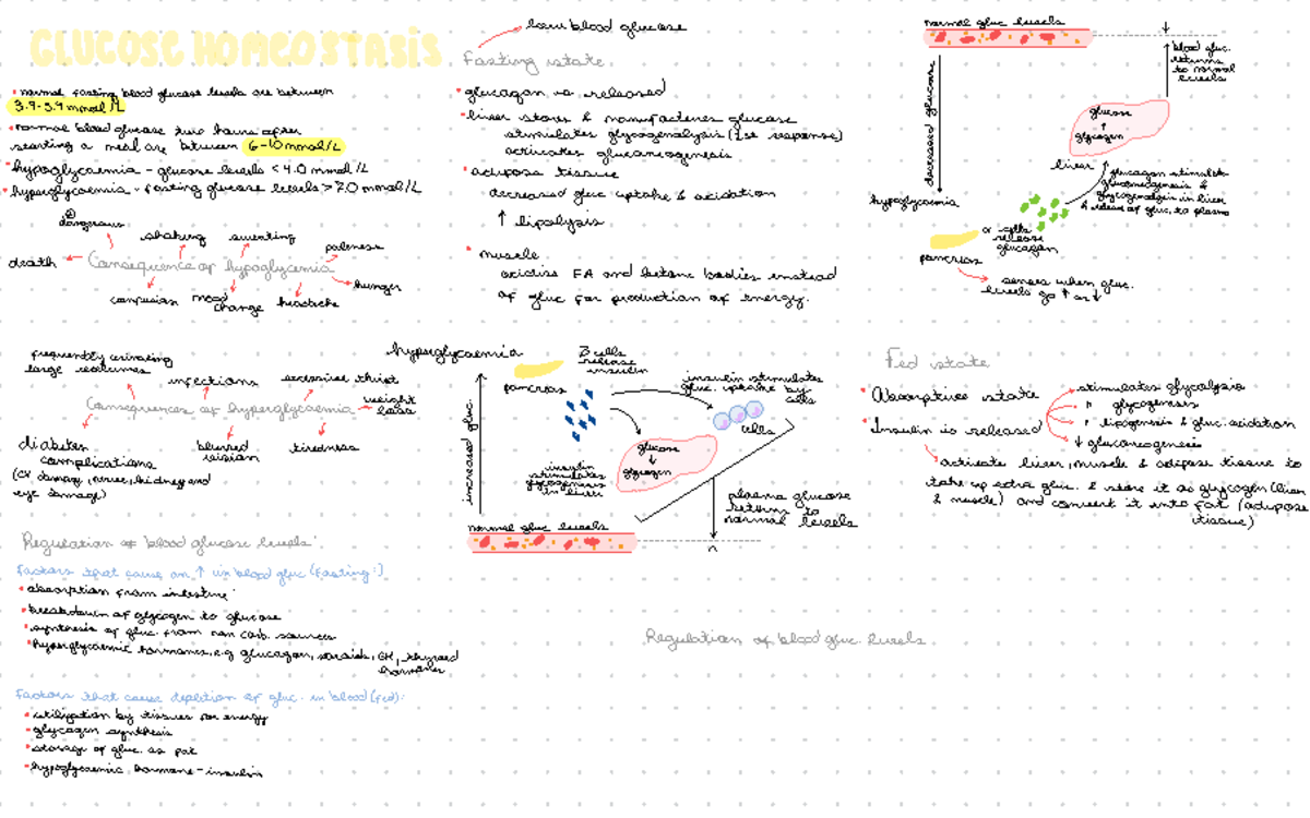 Endocrine system - normal glue levels ↓ > be blood glucose :- " blood ...