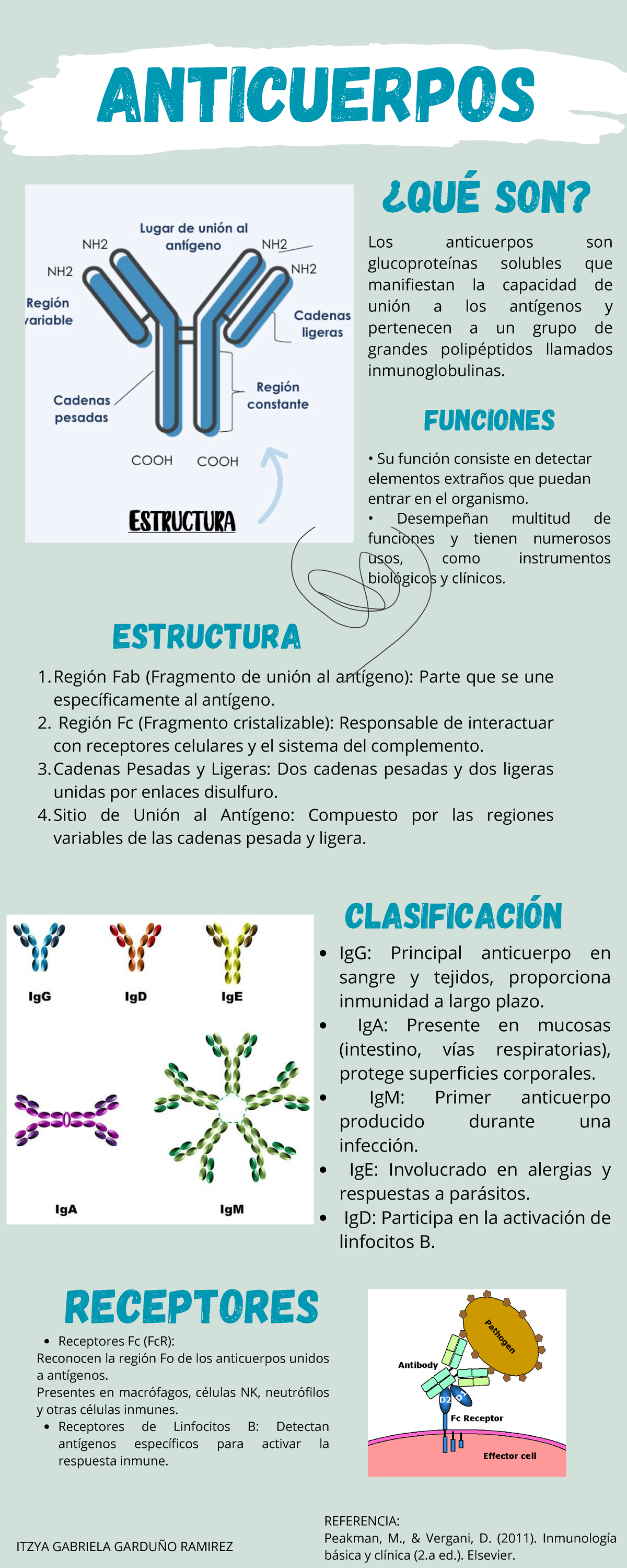 Anticuerpos - Su función consiste en detectar elementos extraños que puedan entrar en el ...