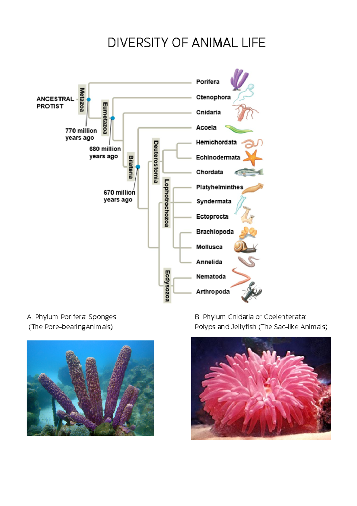 Diversity OF Animal LIFE-Reviewer Bio41a - DIVERSITY OF ANIMAL LIFE A ...