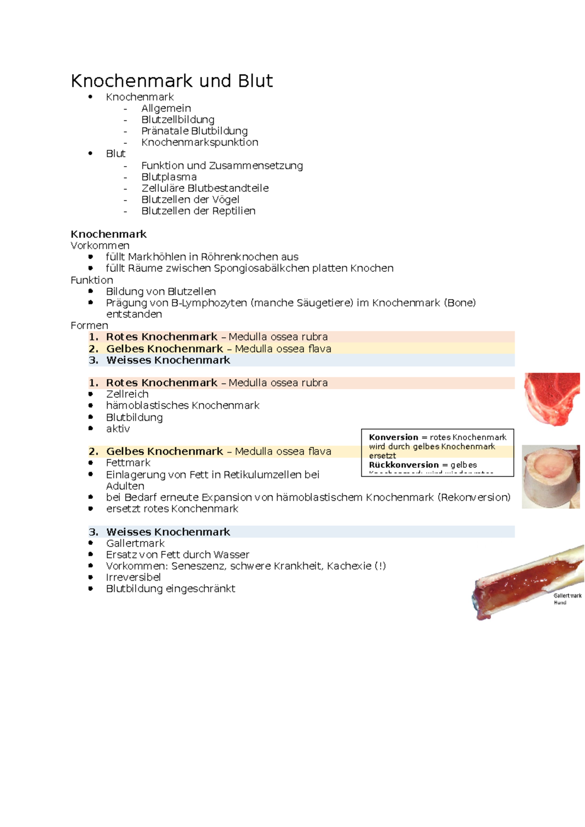 1 Knochenmark und Blut - Sommersemester Anatomie Innereorgane ...