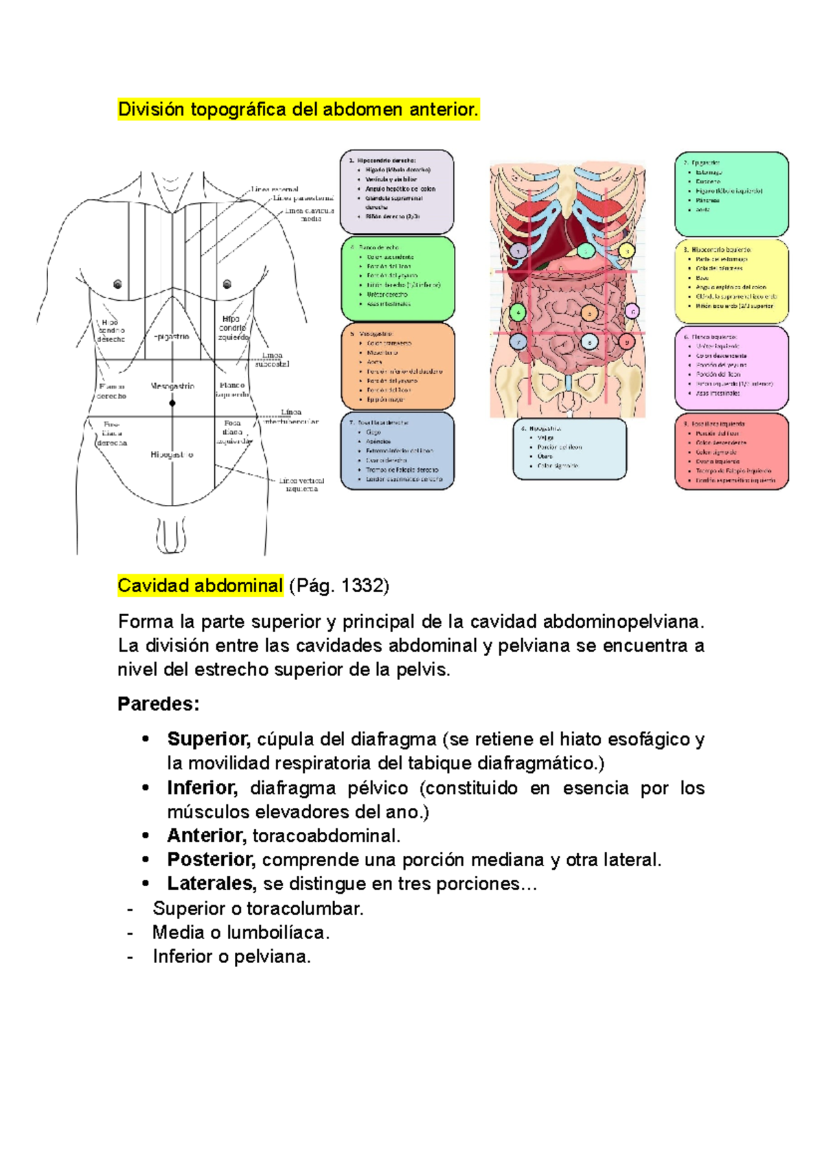 Abdomen definitivo - División topográfica del abdomen anterior. Cavidad ...